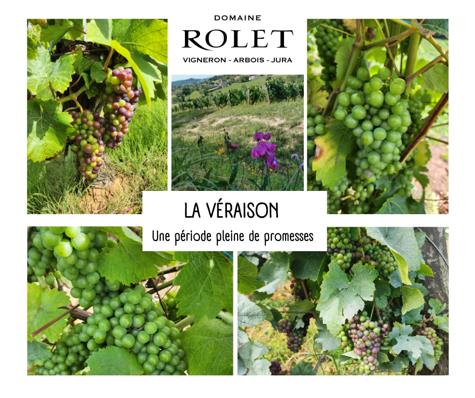La véraison commence – Domaine Rolet